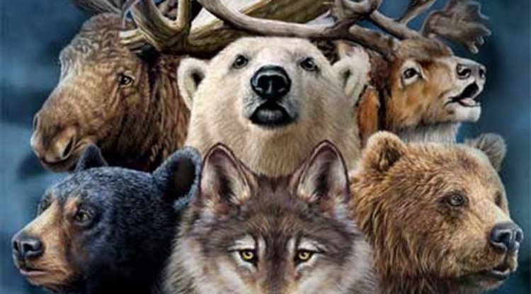 Animal Spirits, Bubbles, Mania's and Market Peaks. Daniel Mankani - 1DM.COM